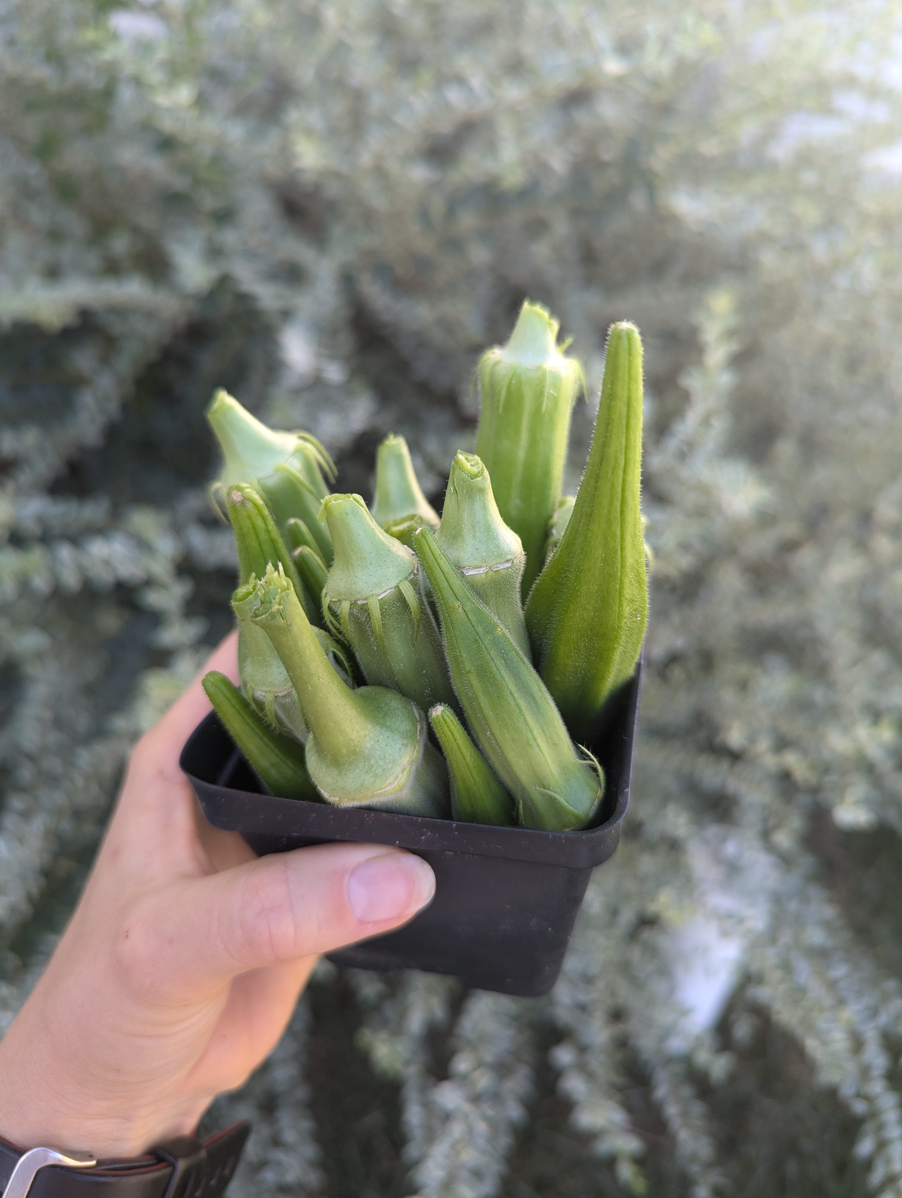 Savory Roasted Okra - by Anna Yanta - Abode with Anna