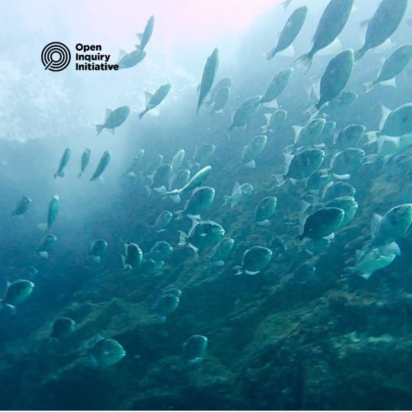 Collective Intelligence: Lessons From Fish, Friends, Family and ‘Animal ...