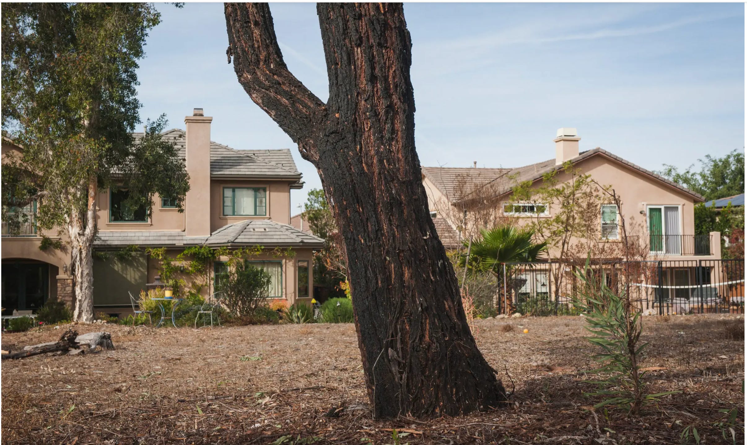 The Trees of Lahaina - by John Leake