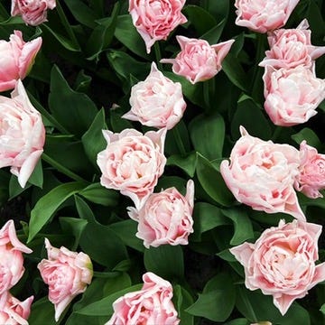 Tiptoe Through the Tulips - by Joy Lere, Psy.D.