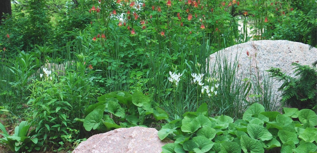 NATIVE PLANTS — THE GOOD, THE BAD, AND THE SMART - Part 1