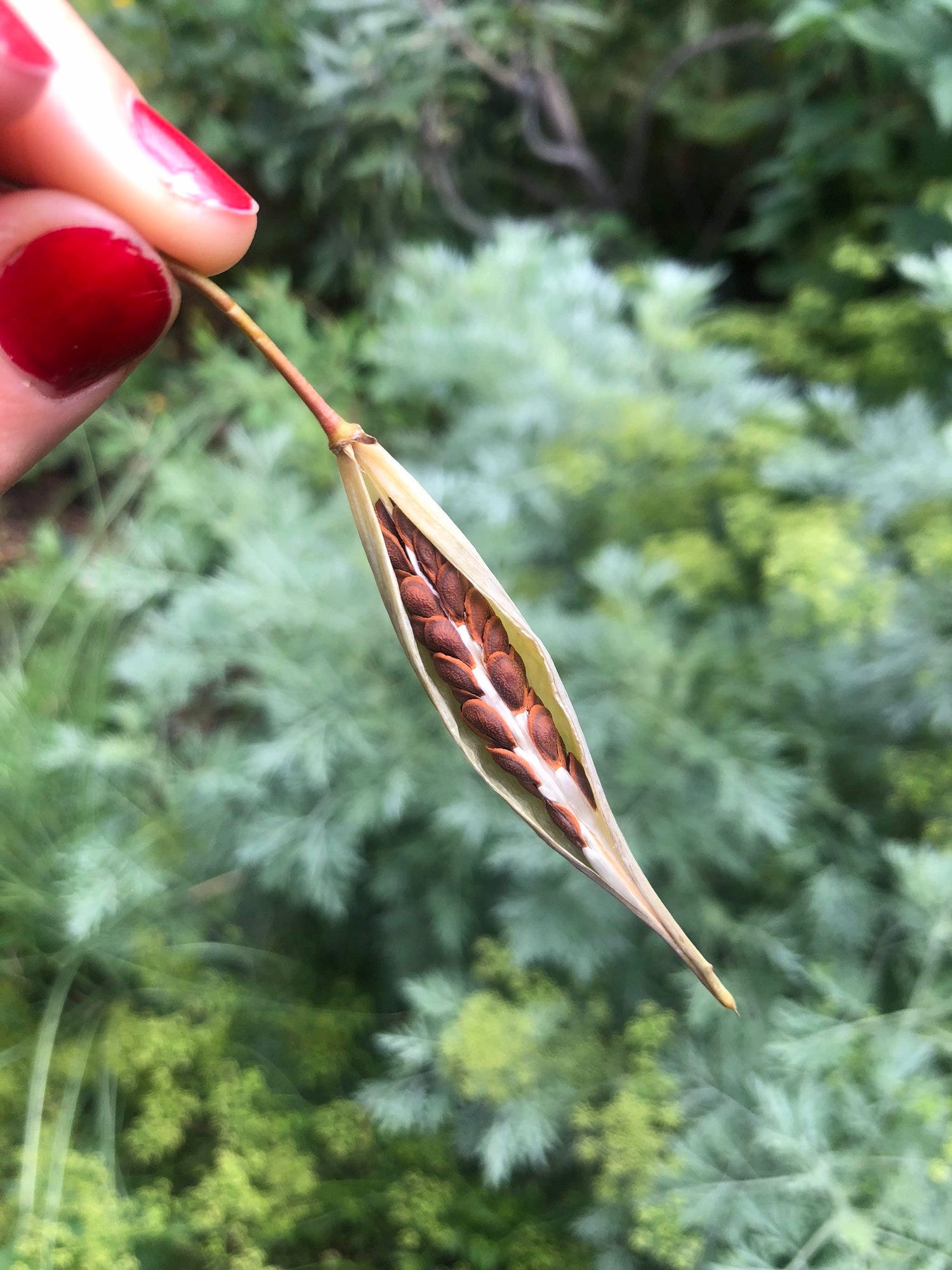 Zen and the art of seed flinging - by Casey Lister