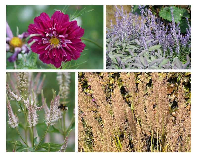 Vivid Magenta: Pantone Colour of the Year in the Garden