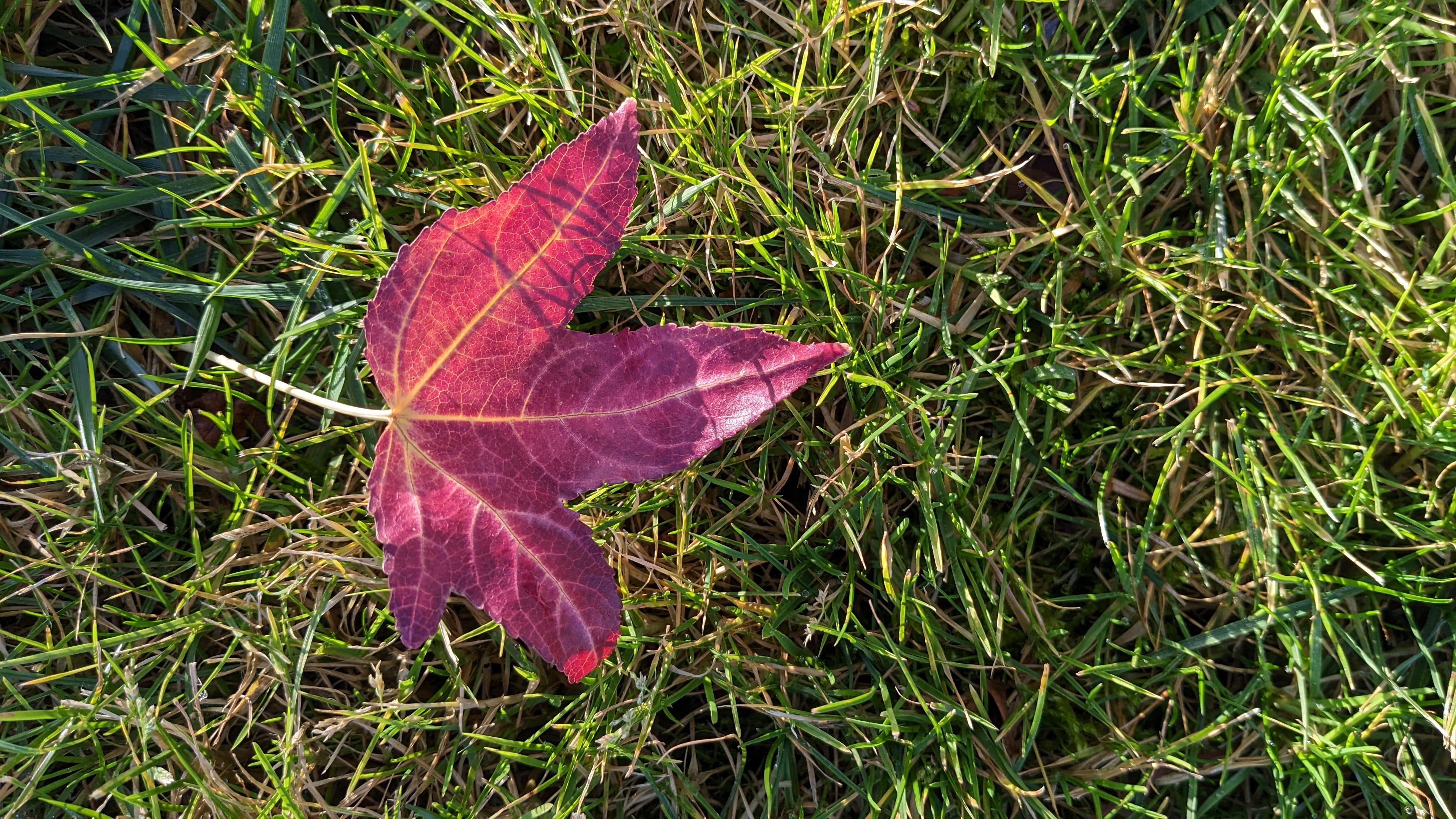 Fall colors in San Francisco Bay Area - by Div Manickam