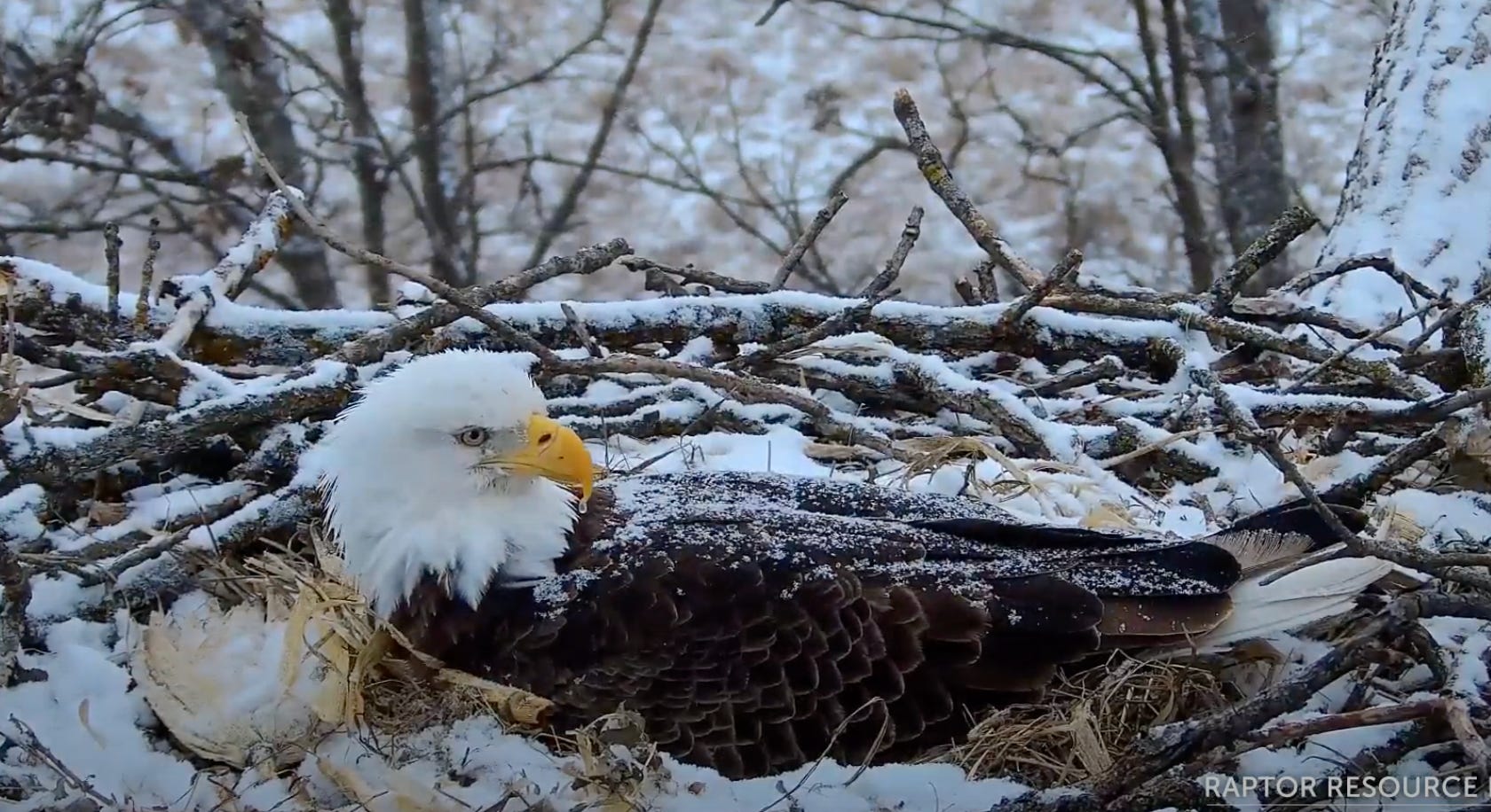 Bald Eagles lay first eggs before blizzard arrives