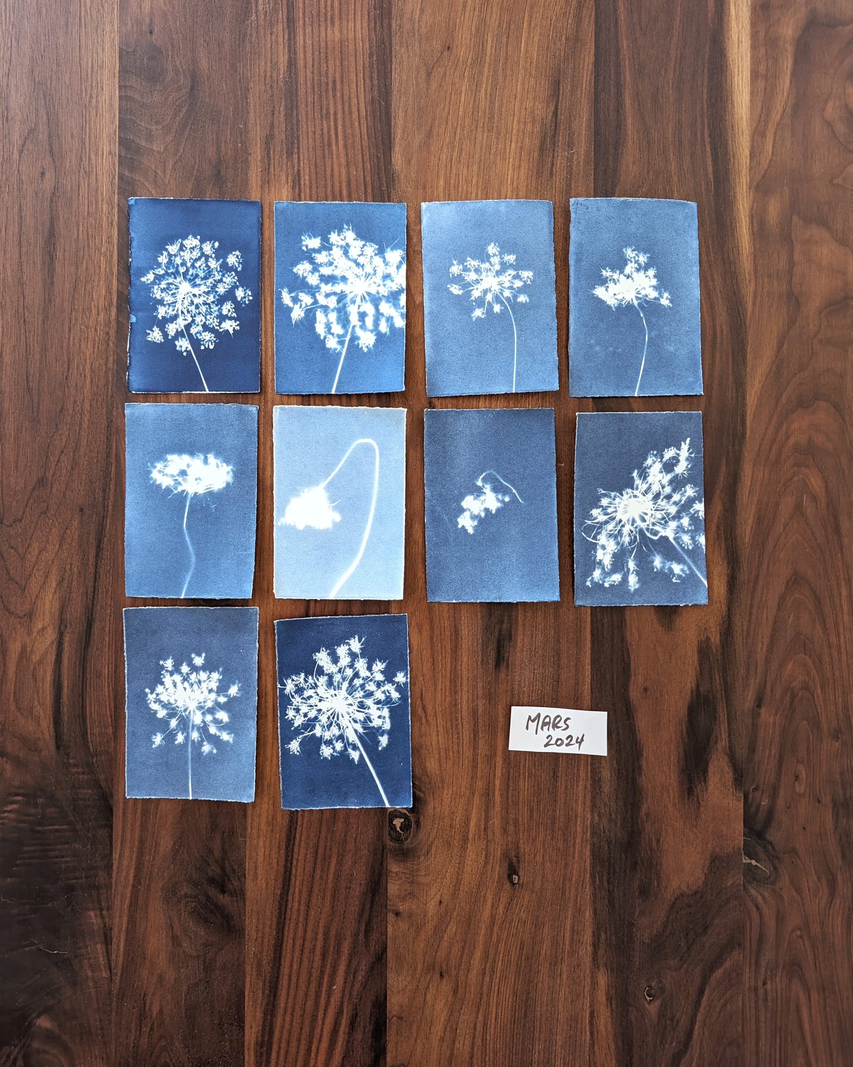 002 - Things I’ve learned with cyanotypes - by Stephanie