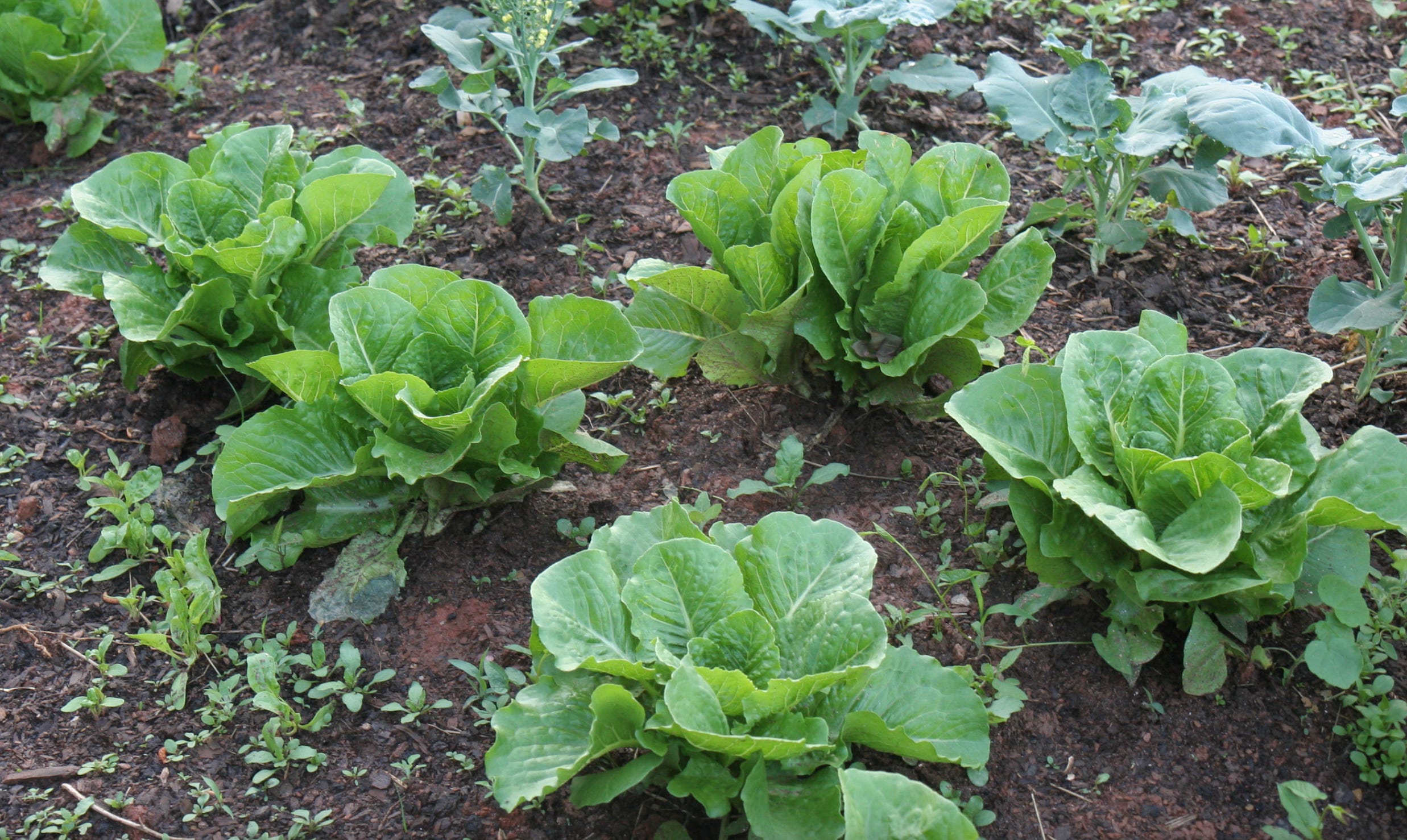 Homesteading 101: The Bee's Knees