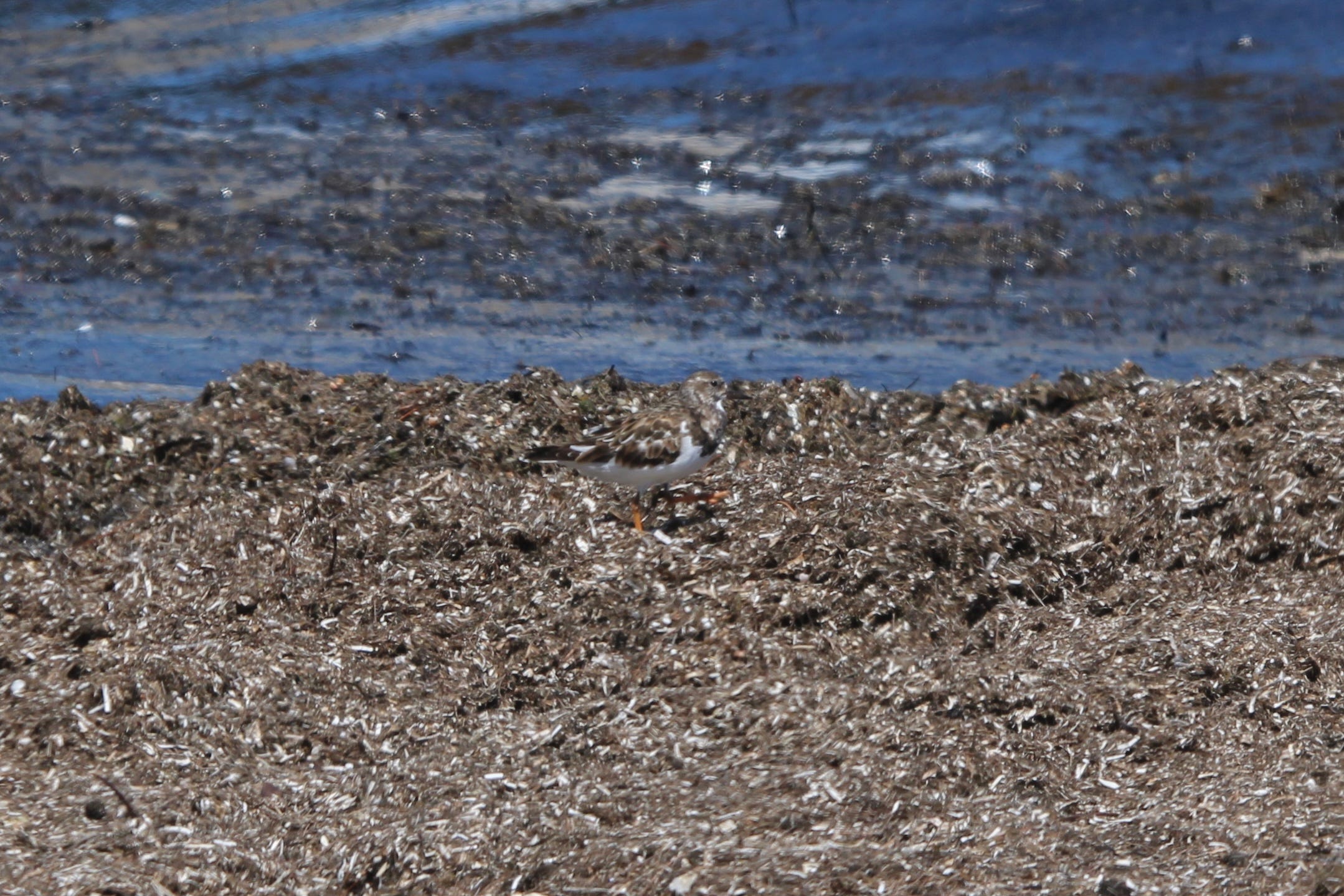 The beautiful birds of Eleuthera - by Bob Dolgan