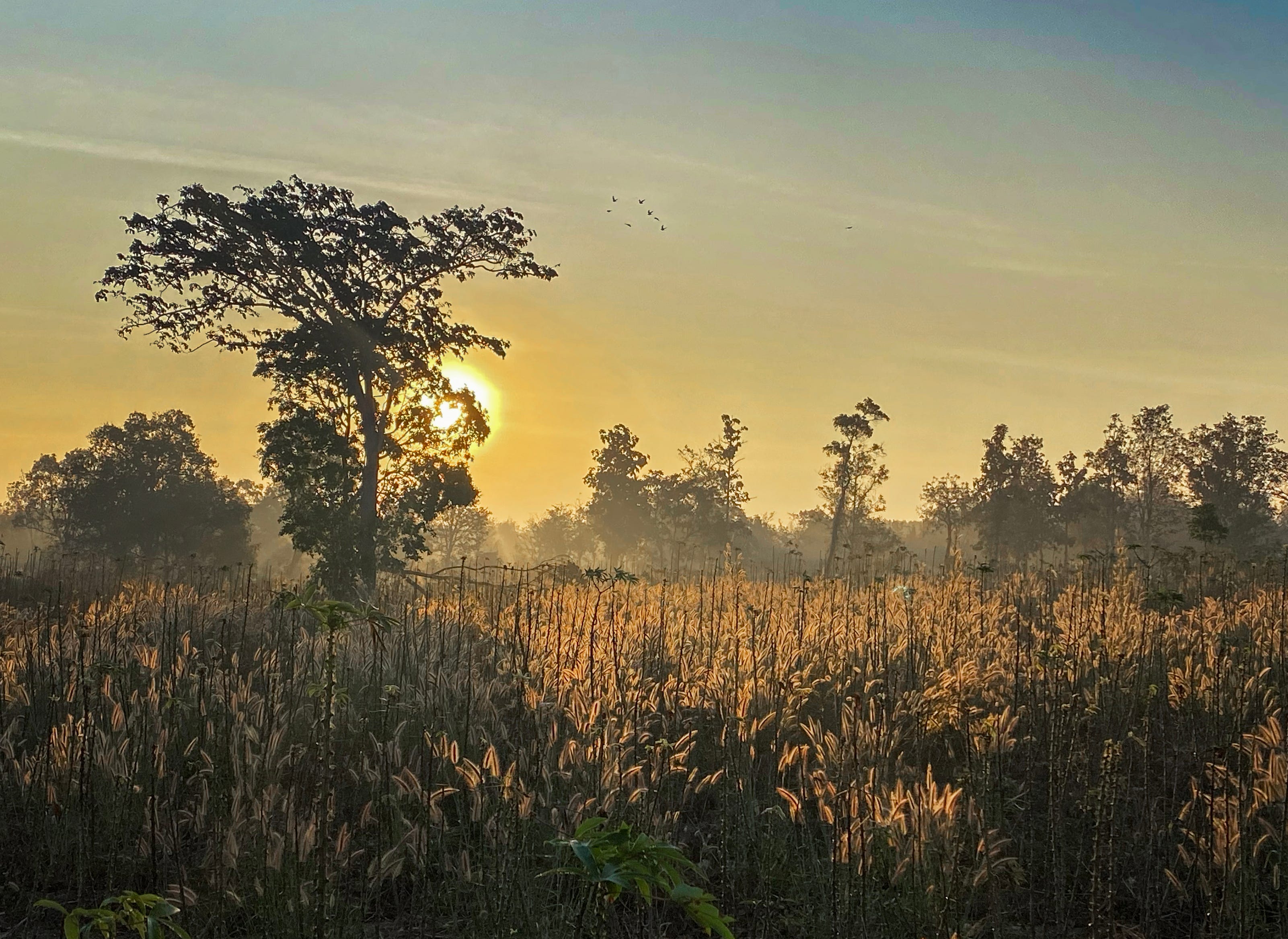 A Walk Out to My Favorite Trees - Lowflyingsquab’s Substack