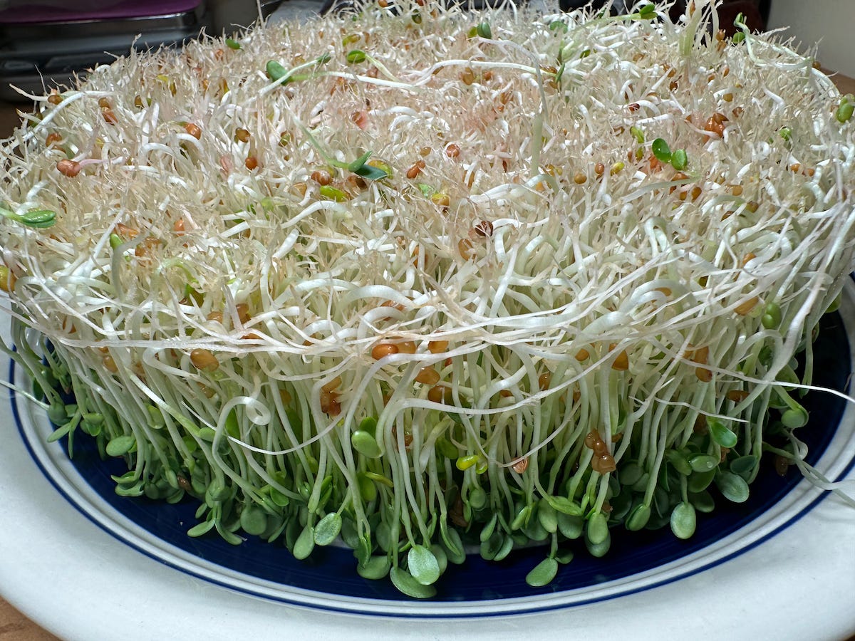 🌱 Sproutpeople News 🌱 - Sproutpeople’s Newsletter