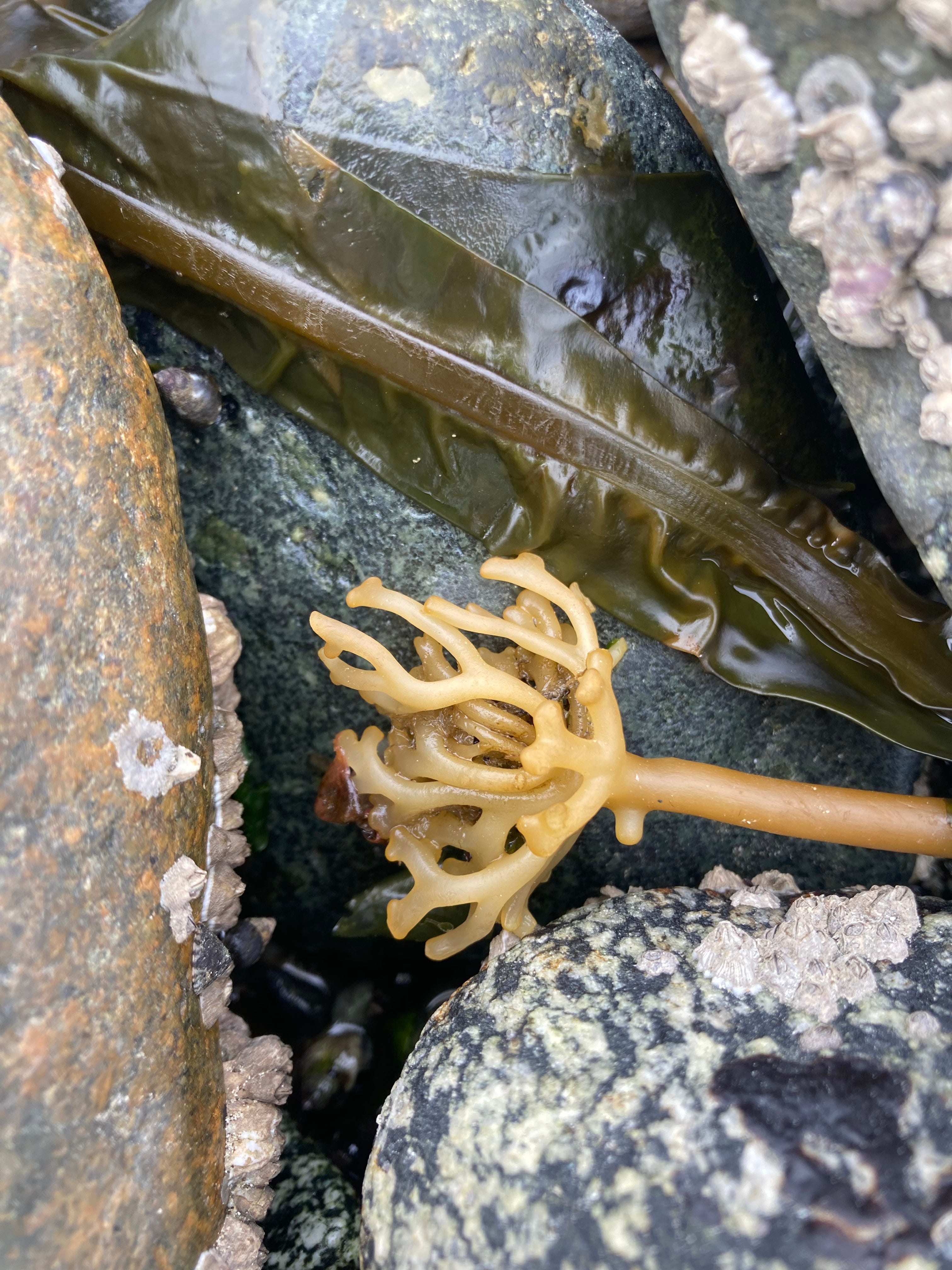 The Art of Underwater Adhesion: Seaweed Holdfasts