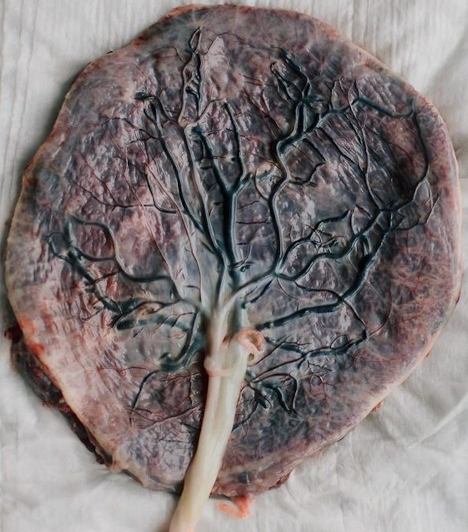 Placenta Consumption - by Anja Smoliak