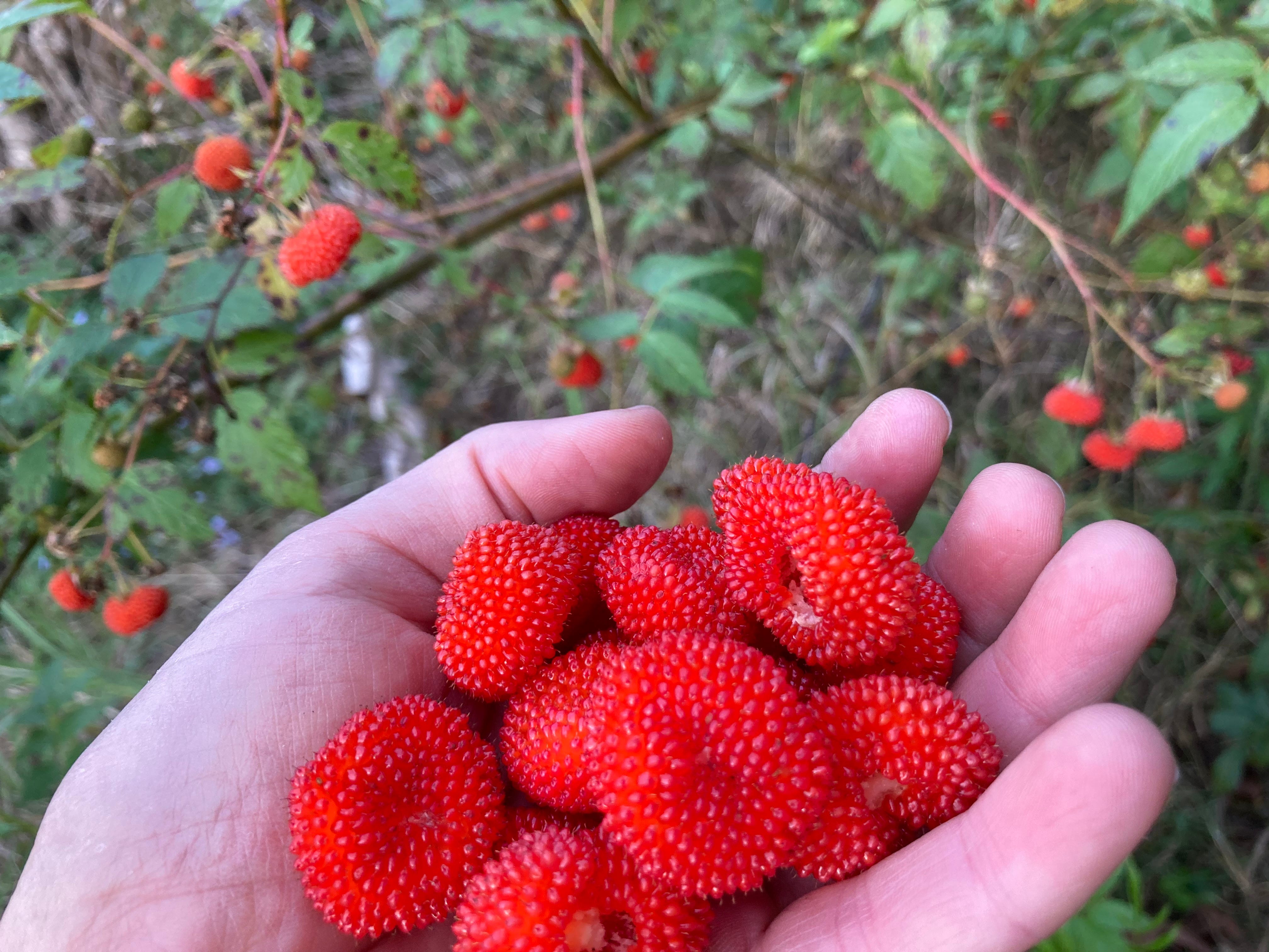 Plant Profile: Two Australian Native Raspberries - by Shane