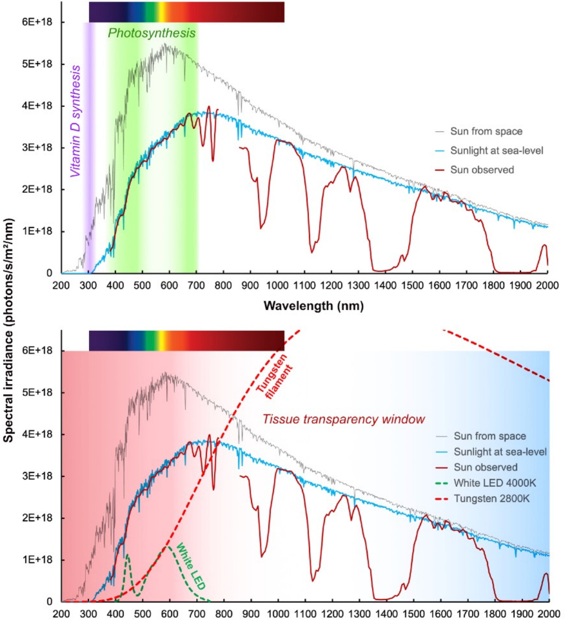 Why Does Red Light Therapy Work? - by Cameron Borg