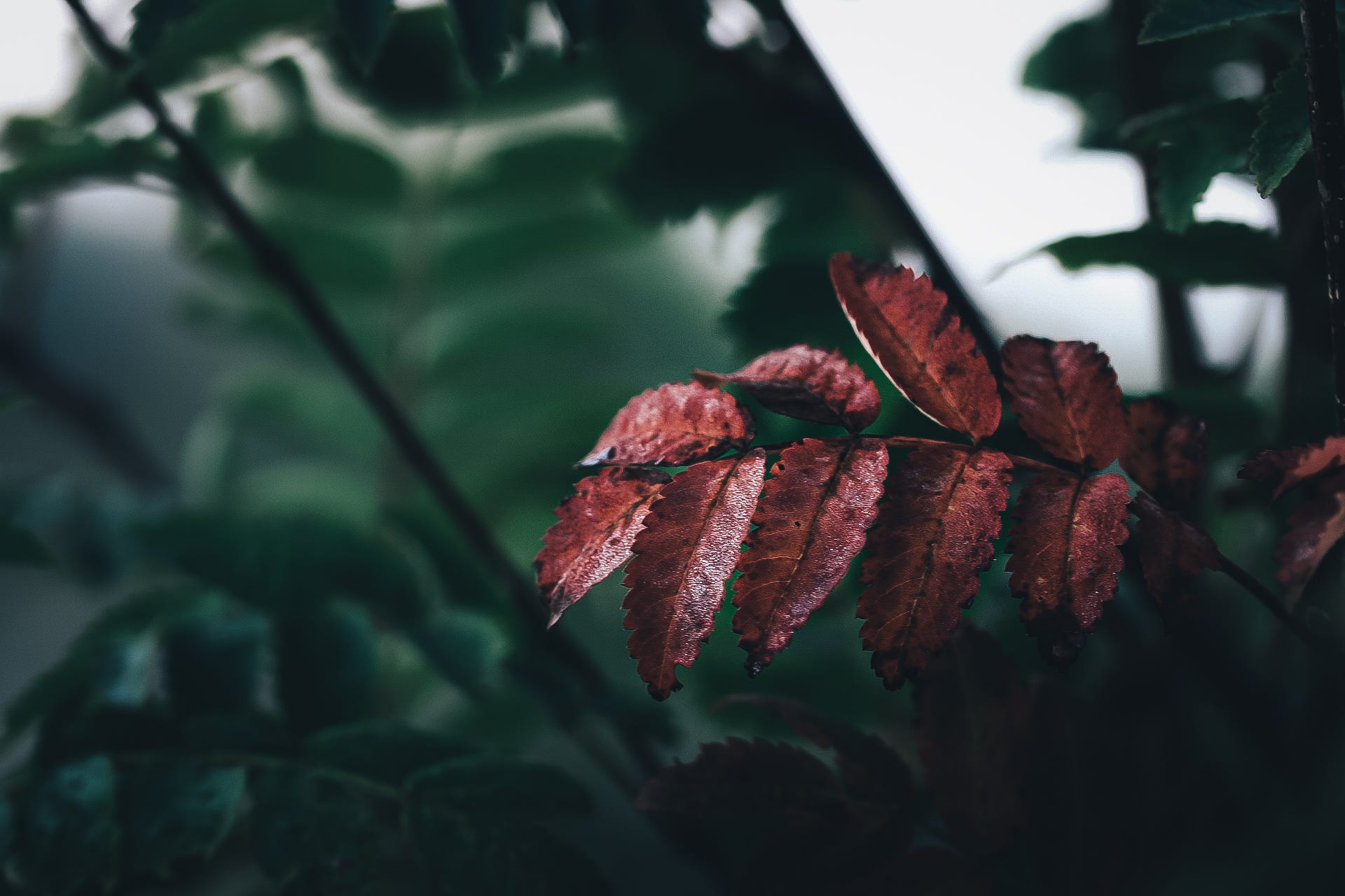 52 Ways to be Mindful: Autumn Colouring