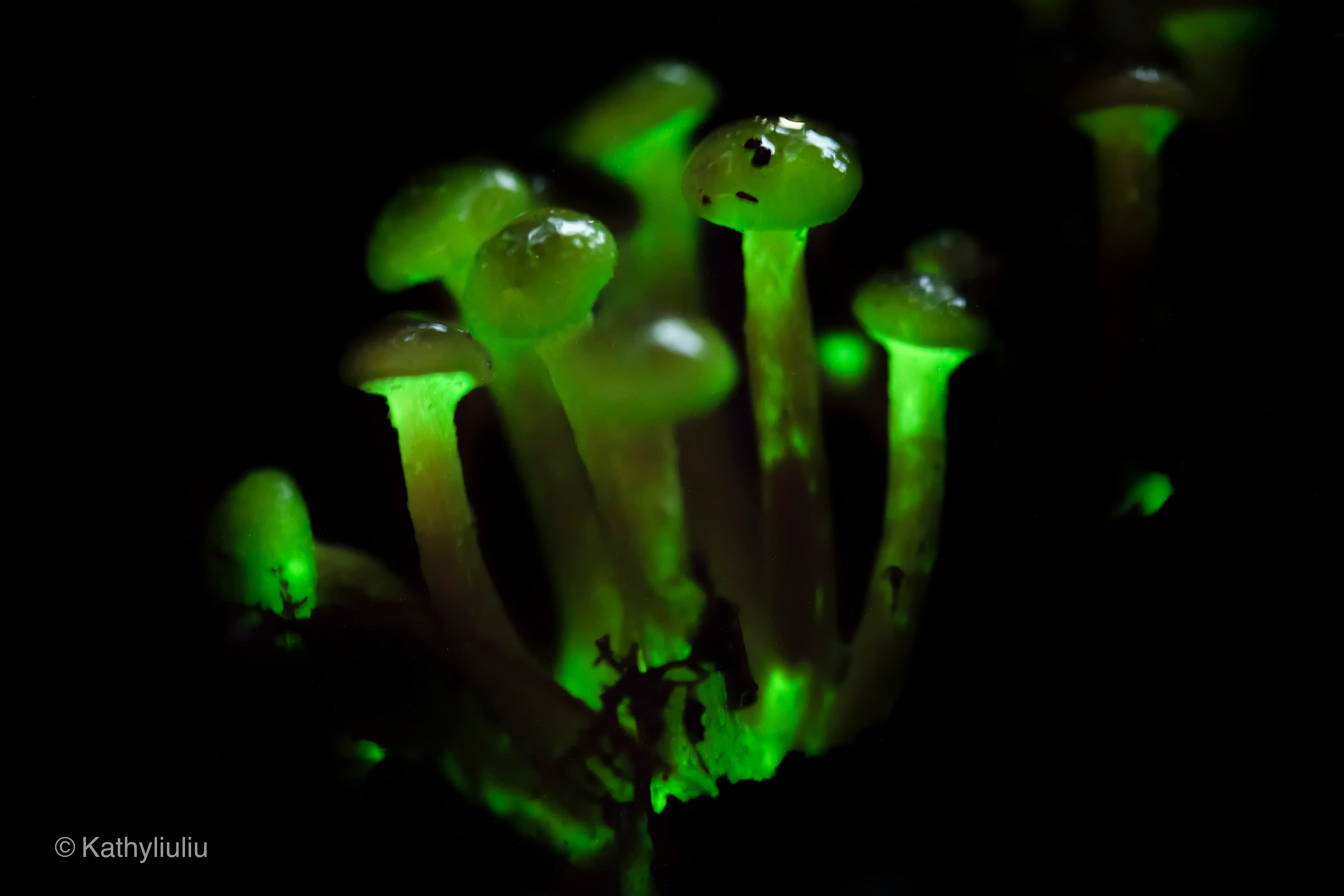 Glowing Discoveries: One Photographer's Journey into the World of ...