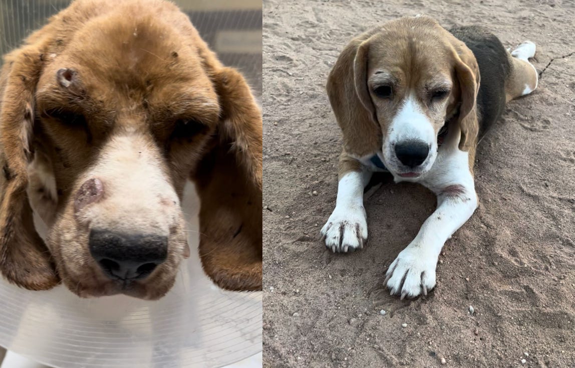 The 10 Best Best Dog Transformations And Why I Should Probably Be A ...