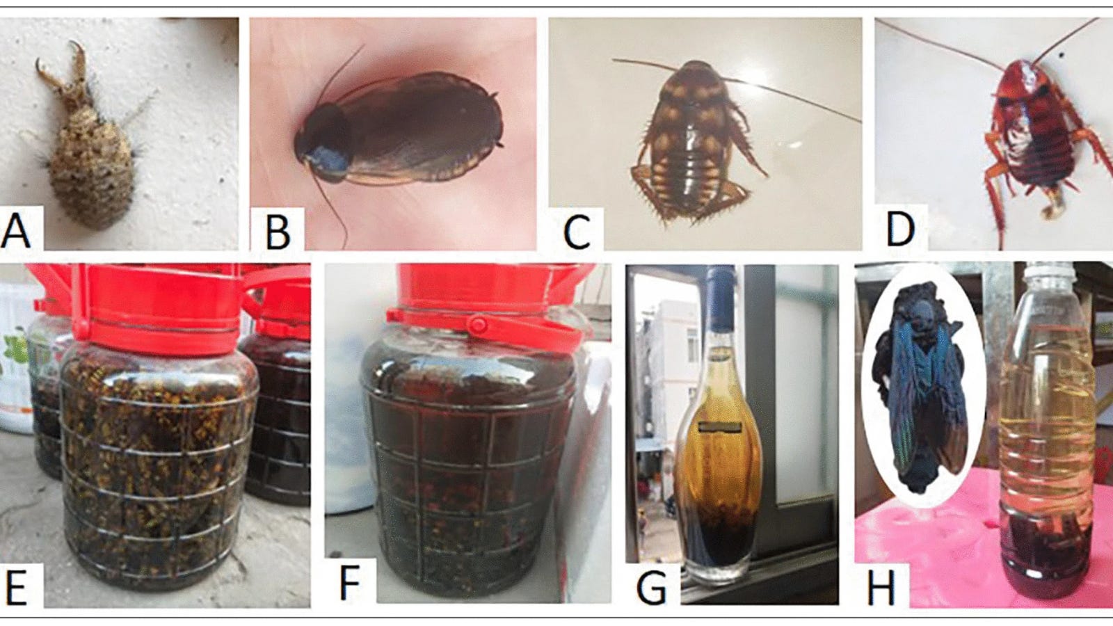 Entomotherapy: The Use of Medicinal Insects
