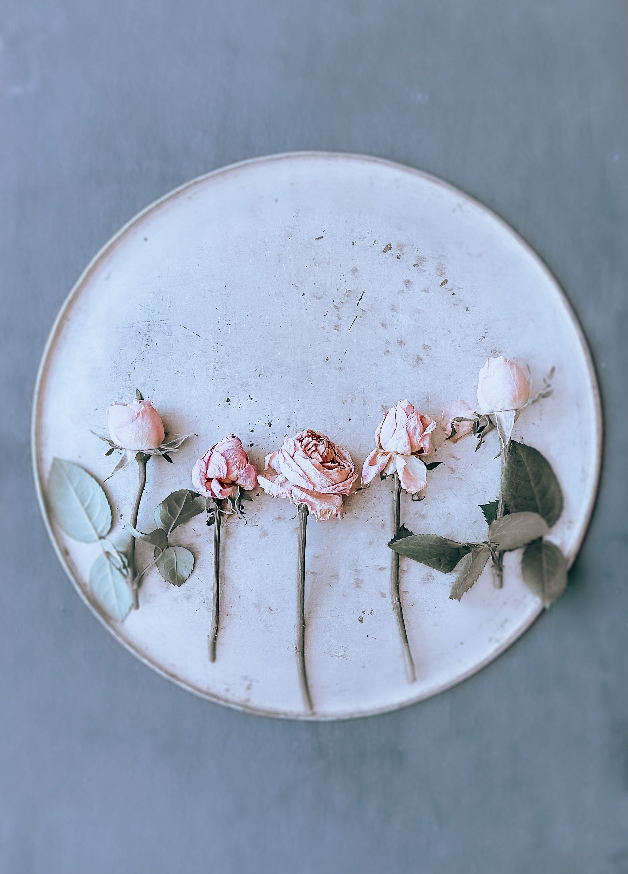 Letting Go to Bloom Again - by Sarah Roos-Essl