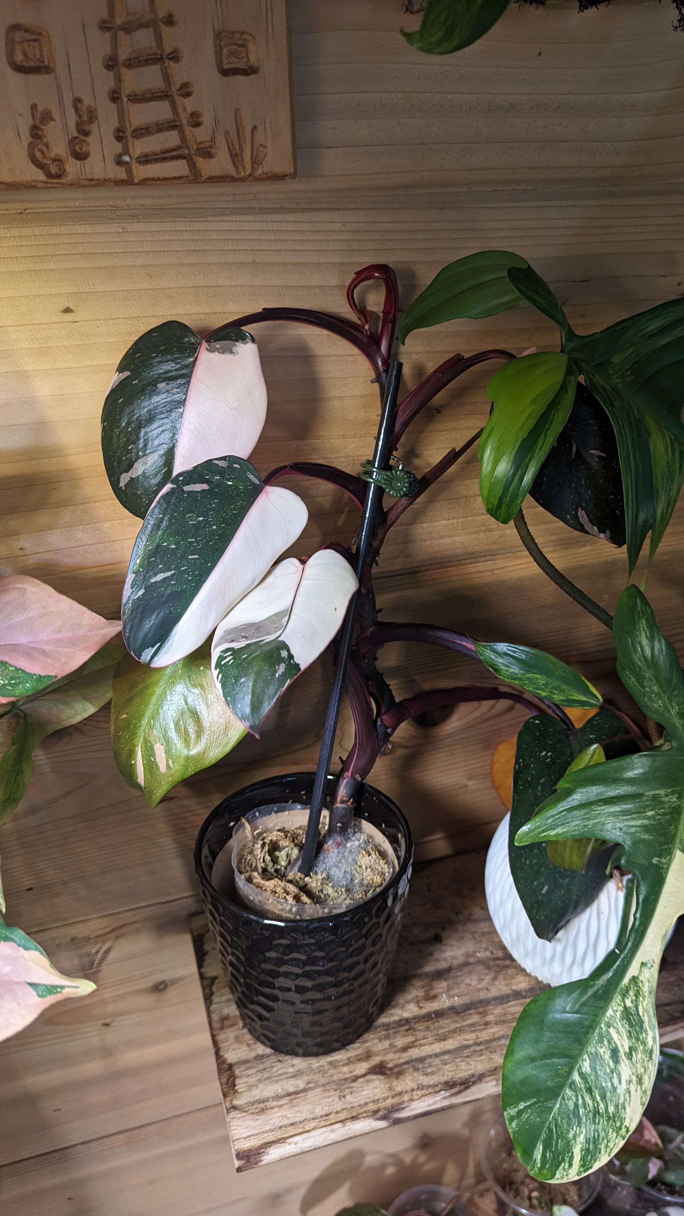 My favorite super-easy plants - by Zawn Villines