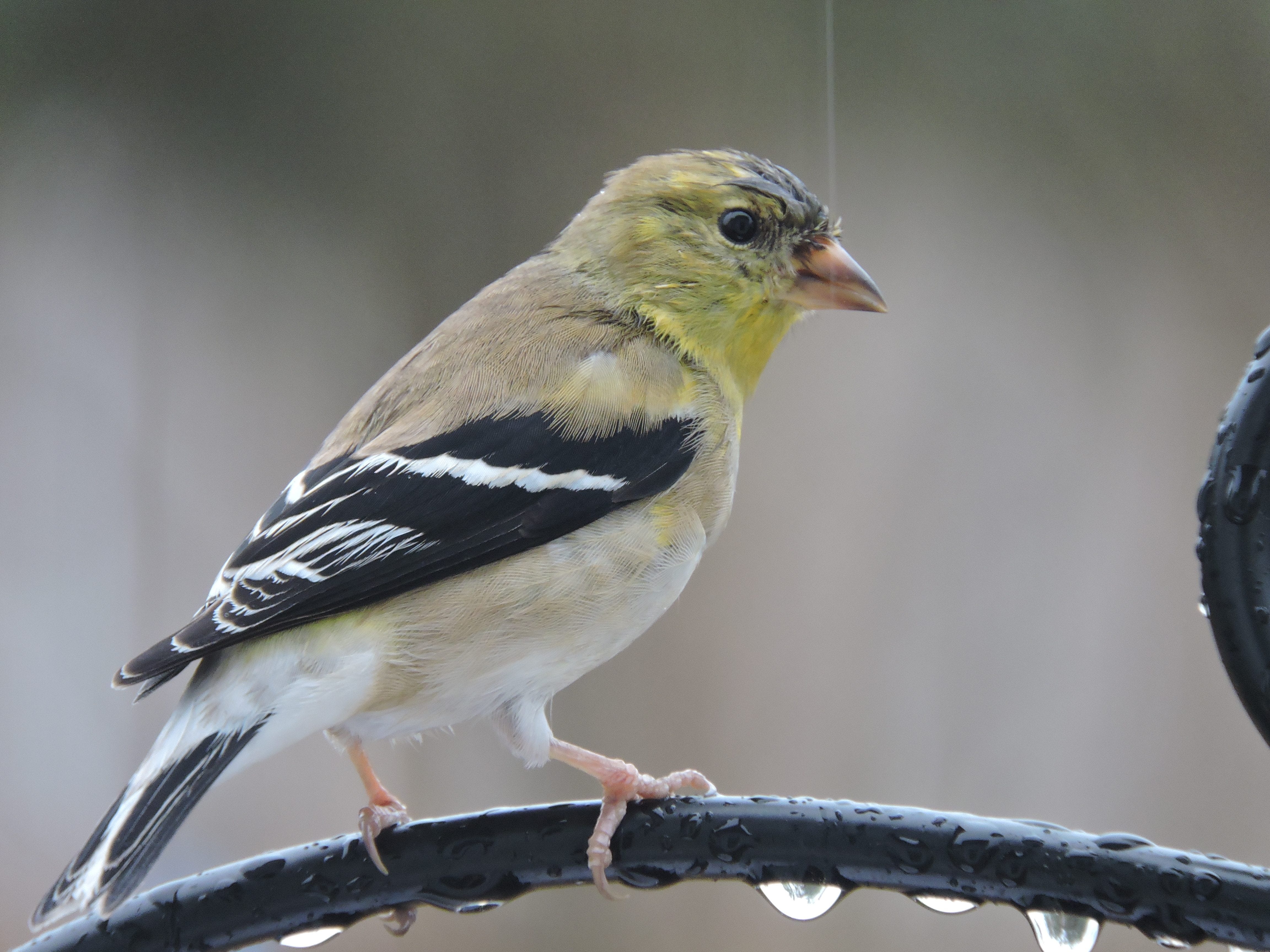 A Goldfinch in a Storm - Tales from the Tap
