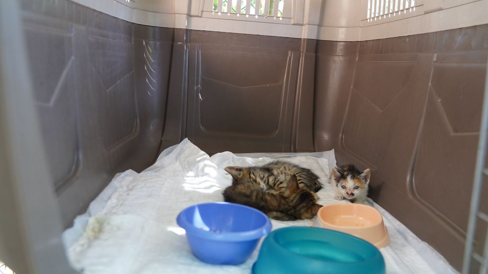 Bonus Animal Rescue Story: The Kind Group Saving Pups Displaced By ...