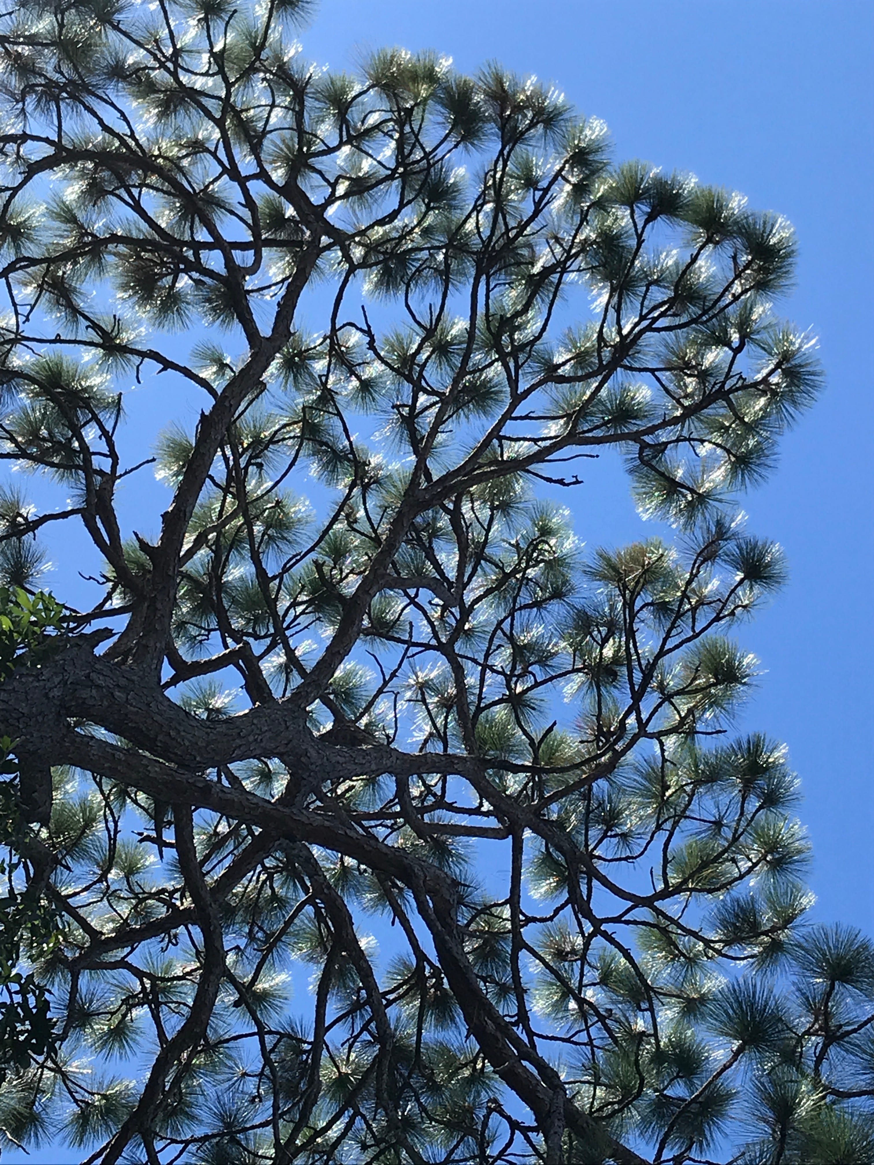 Touching the Tops of Trees - Suzanne’s Substack