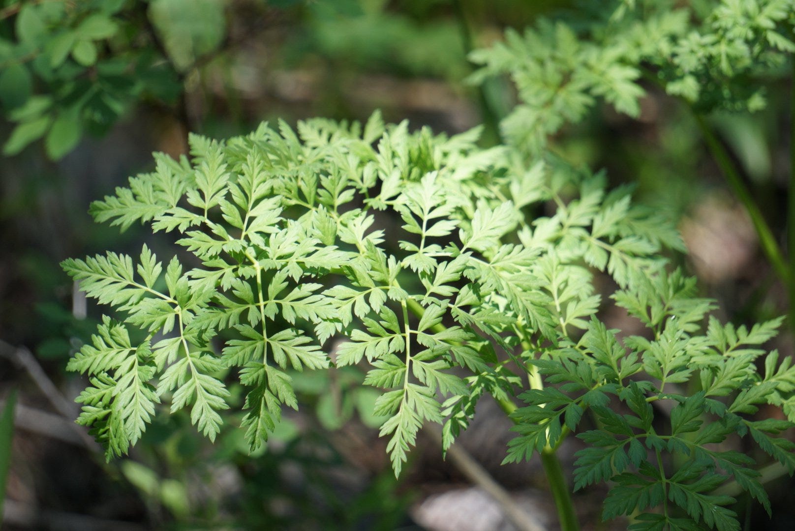 Osha & Being in Right Relationship - by Courtney Cosgriff