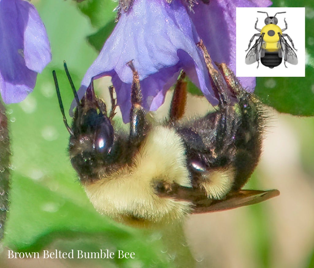 The Bee Edition - by Richard - Out Walking