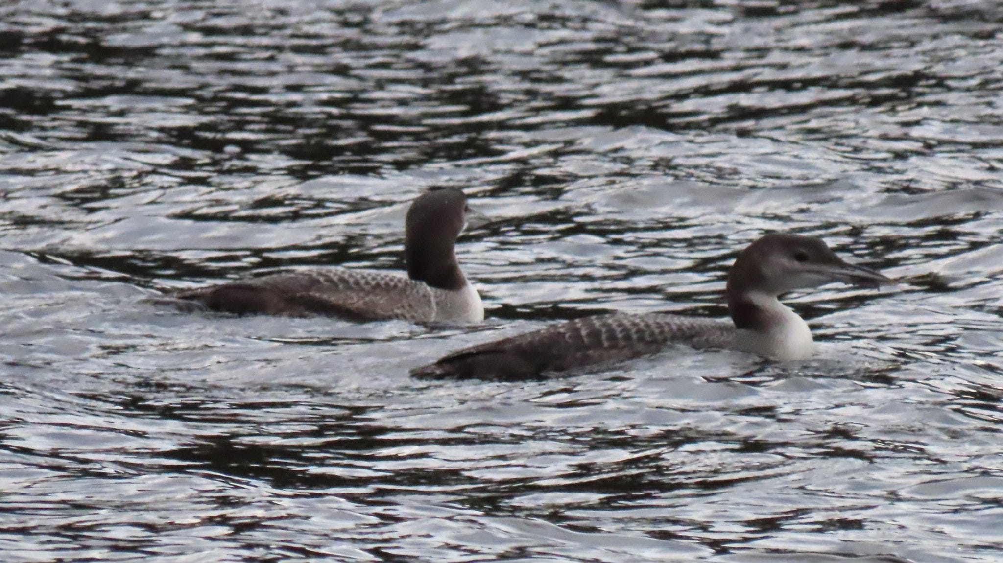 SPECIAL REPORT: 2 loons succumb to predatory eagle on frozen Long Pond