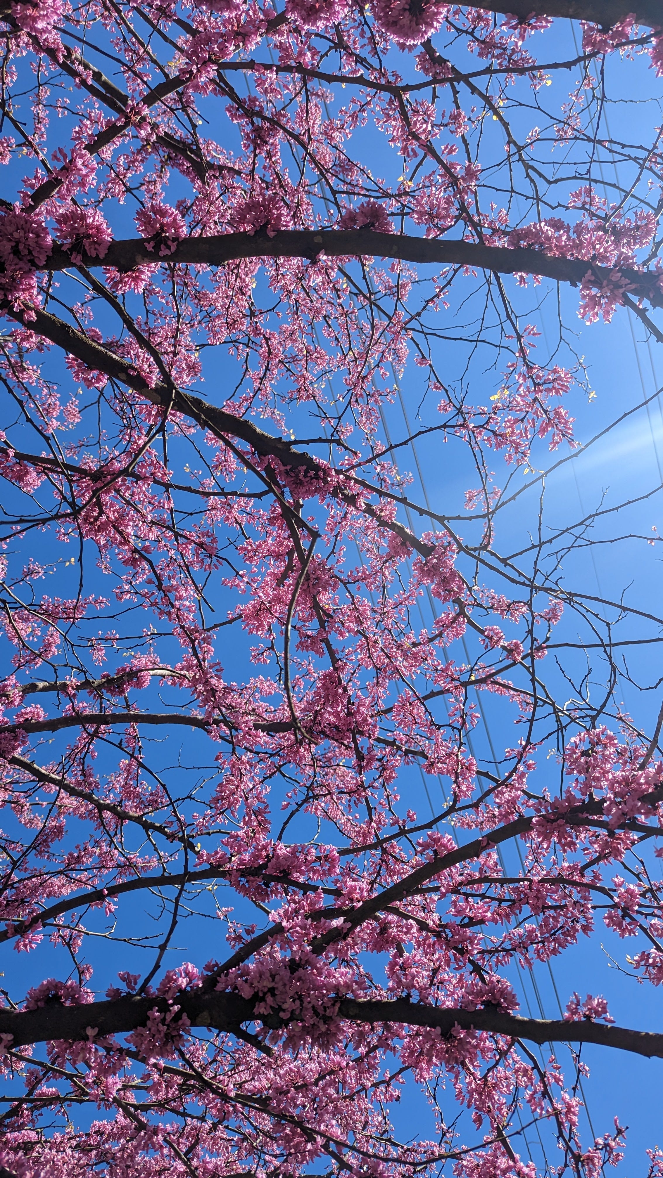 The stone is rolled back - by Rebecca Brewster Stevenson