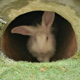 Join C. Joan Baker’s subscriber chat