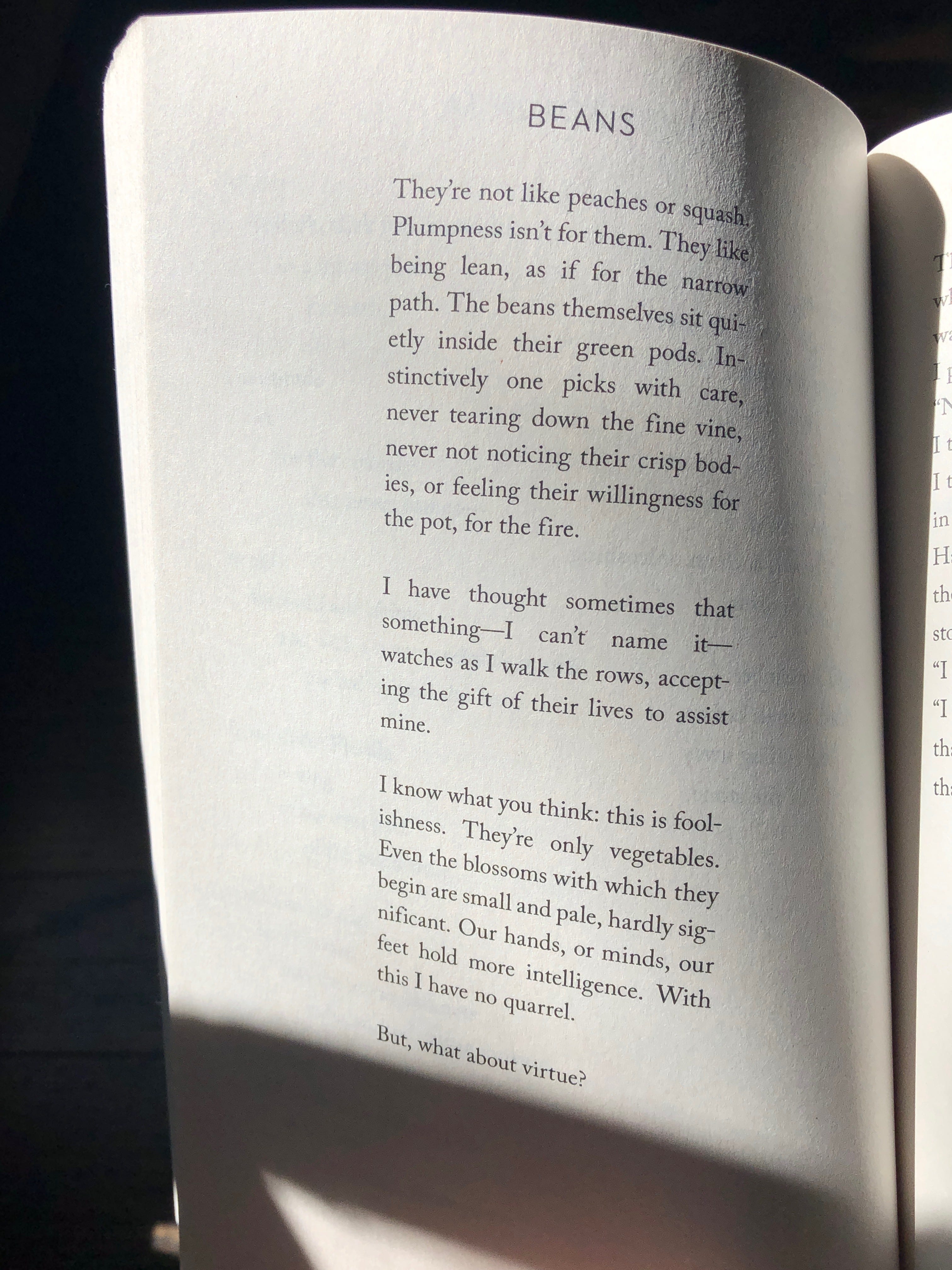 beans, beans, the musical fruit! - by Chloe Walsh