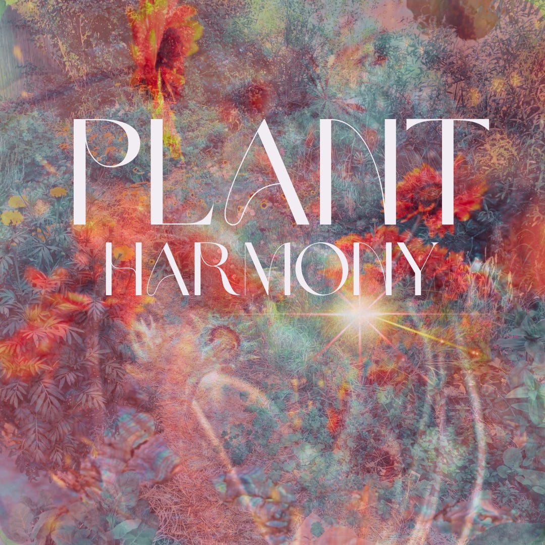 Plant Harmony: Calendula - by Rhiannon Lynn