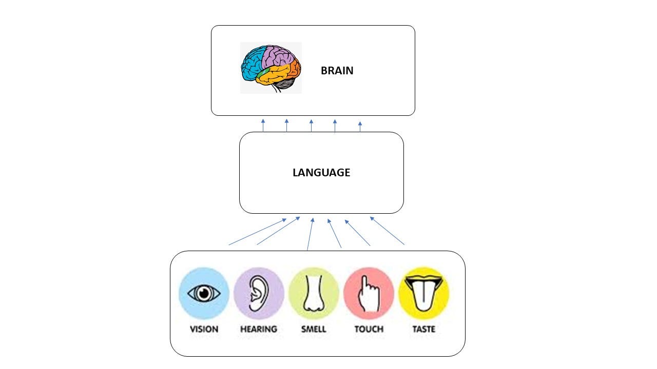 Linguistic Journey #1 - How language works in our Brains?!