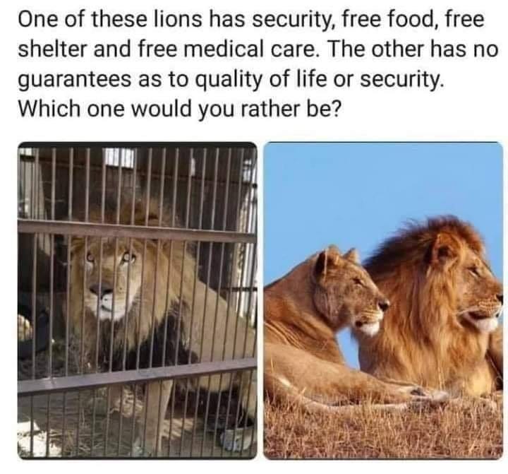 The choice | STRAIGHT LINE LOGIC