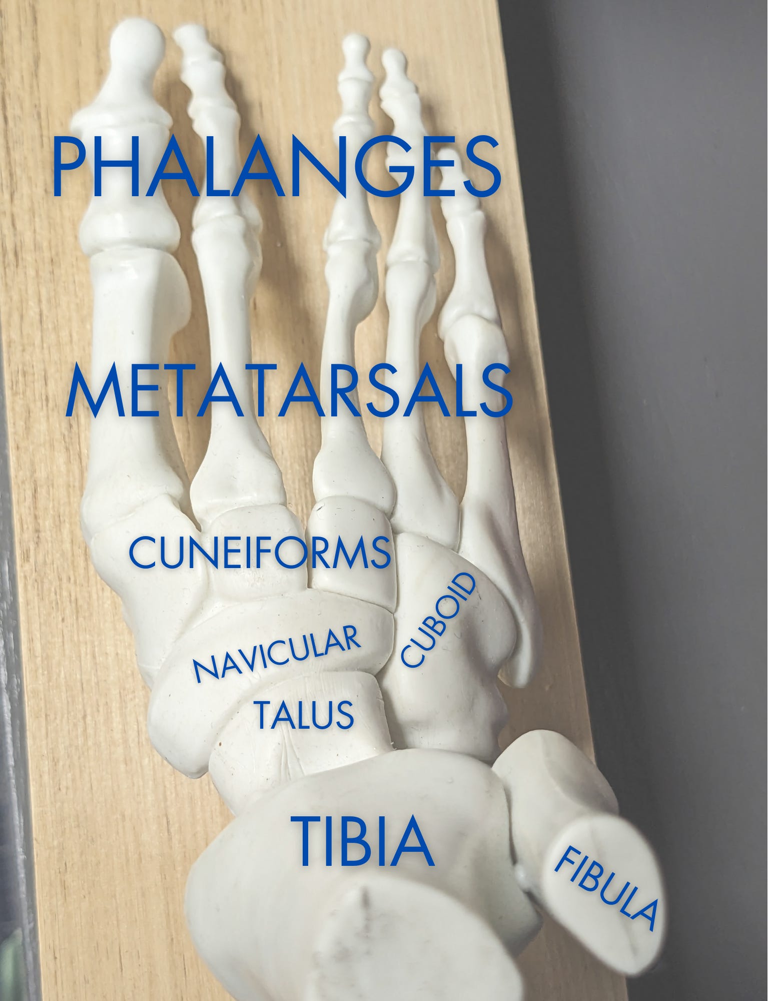 Basic understanding of the foot. - by Jason Bye