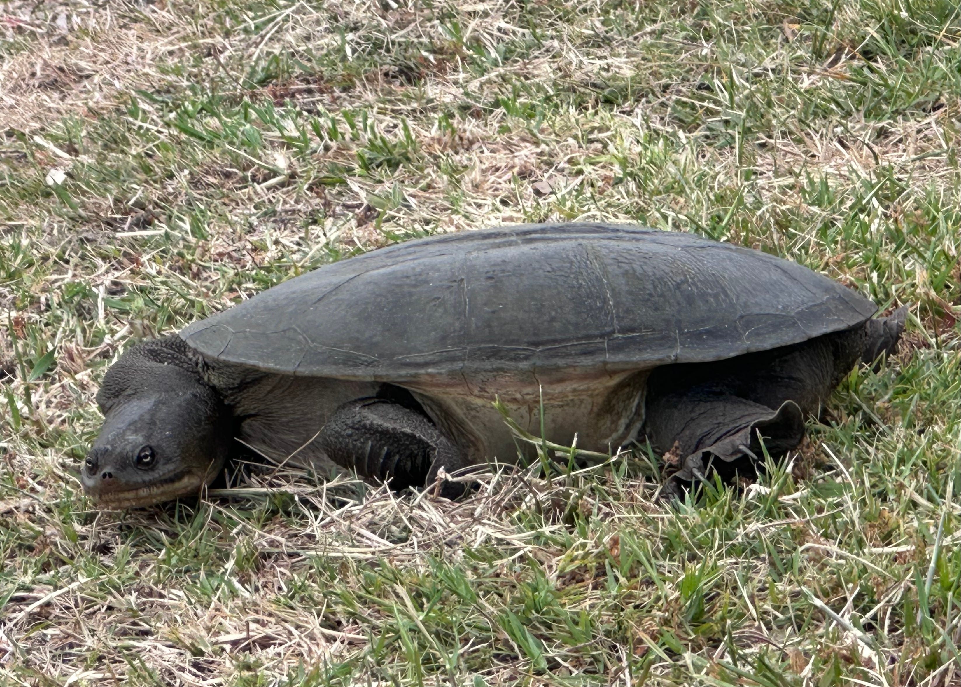 Turtle tracking and breakthrough moments - by Sara Foster