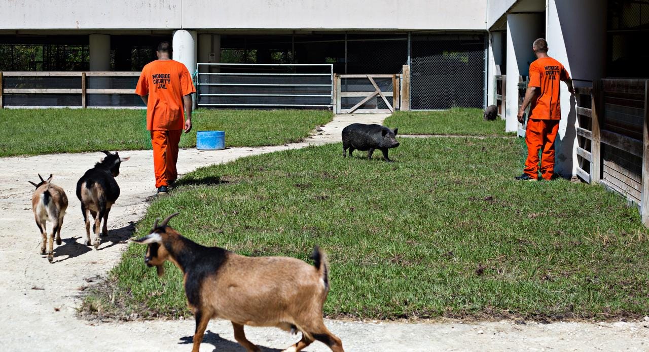 Inside an Exotic Zoo—In a Florida Jail - by Kim Raff