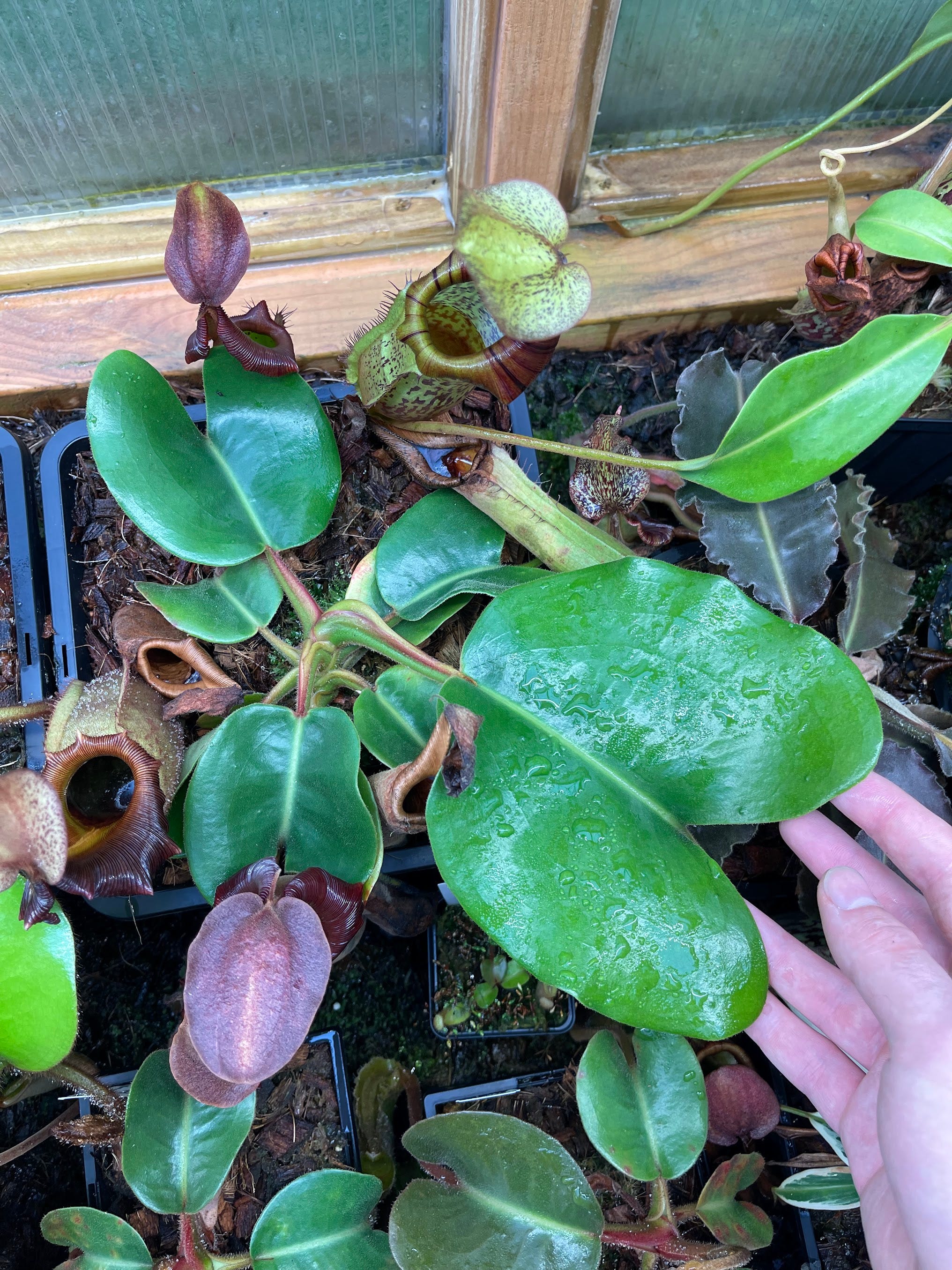 YOU'RE NOT FERTILIZING YOUR NEPENTHES ENOUGH