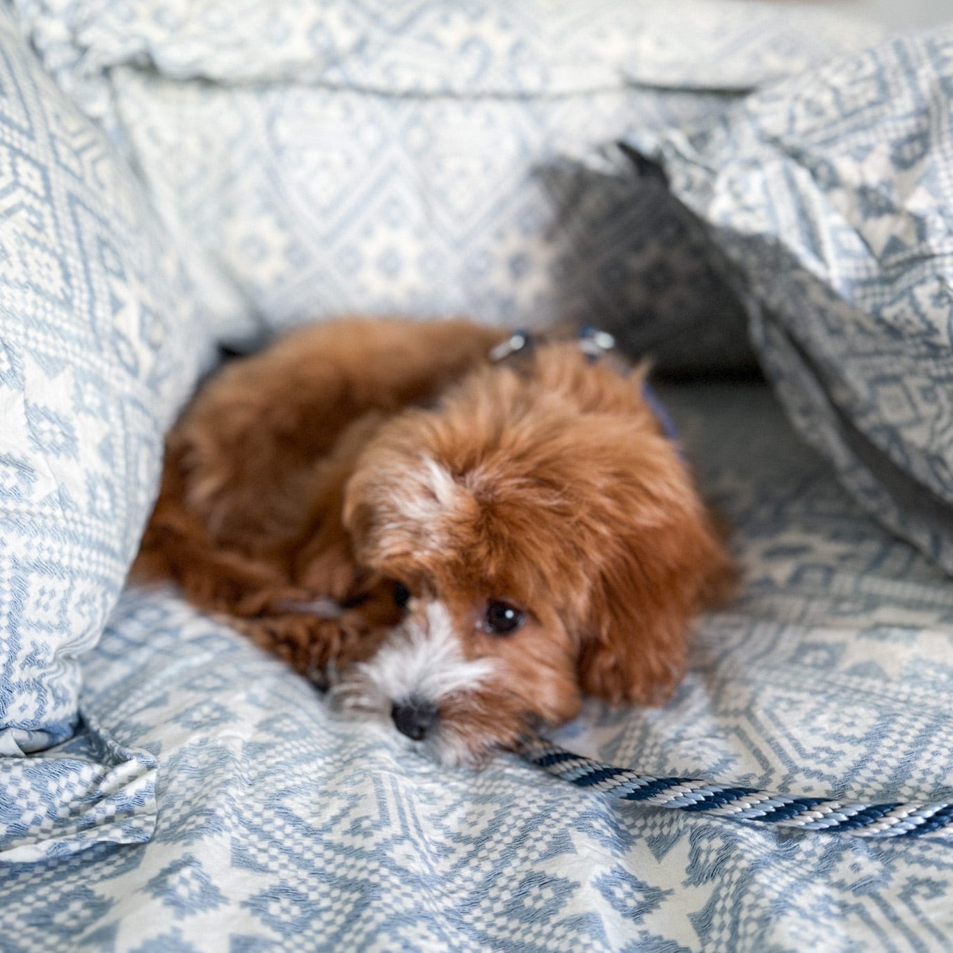 Hello from Substack! - Nan's Notebook