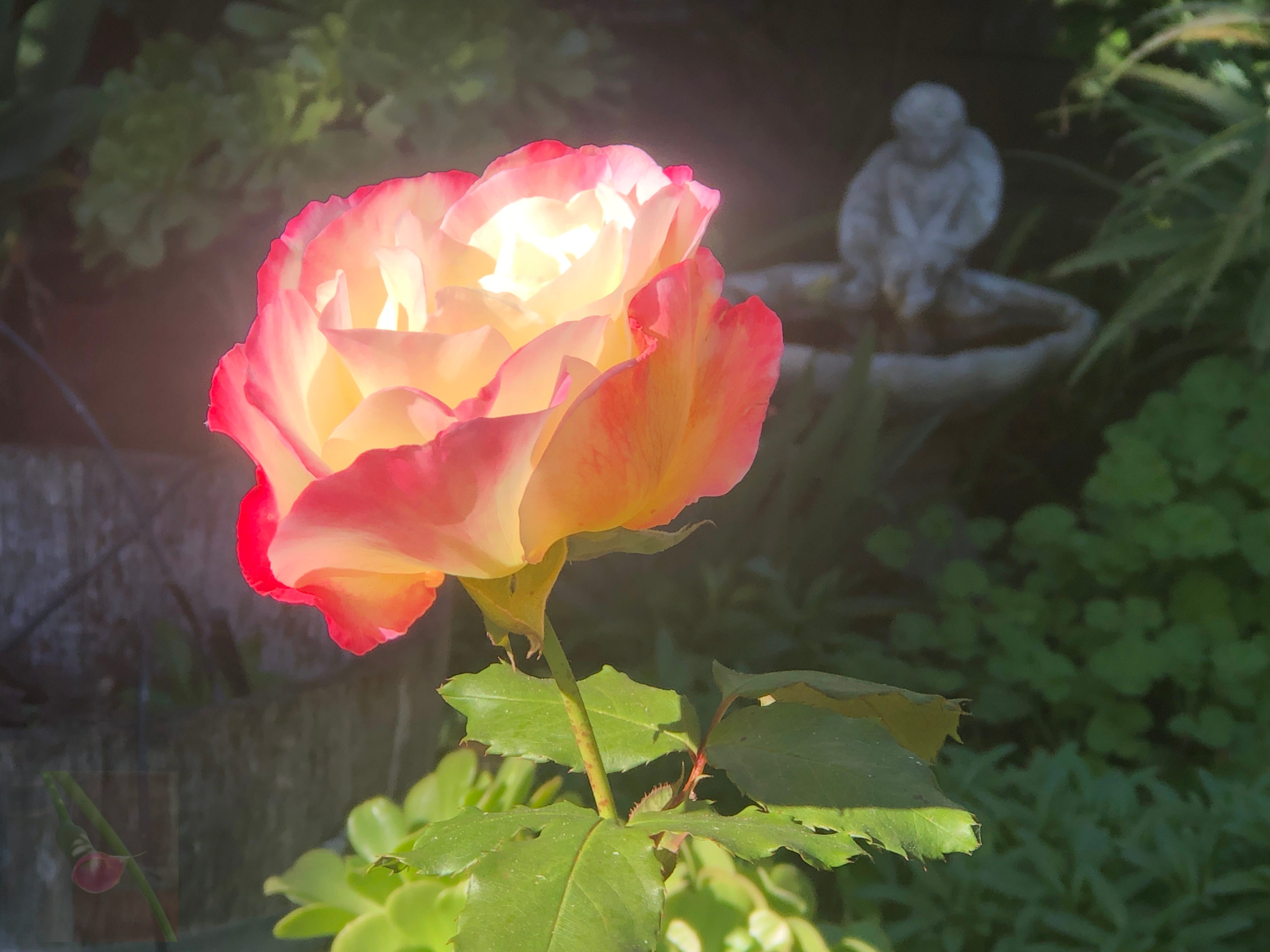 'I have a Dream' World Peace Rose Garden: Eyes on Christ Roundup and ...