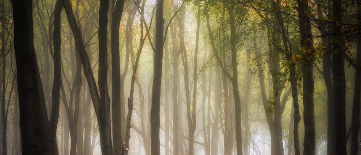 The Ballad of Lizzie Bardeau - The Druid Stares Back