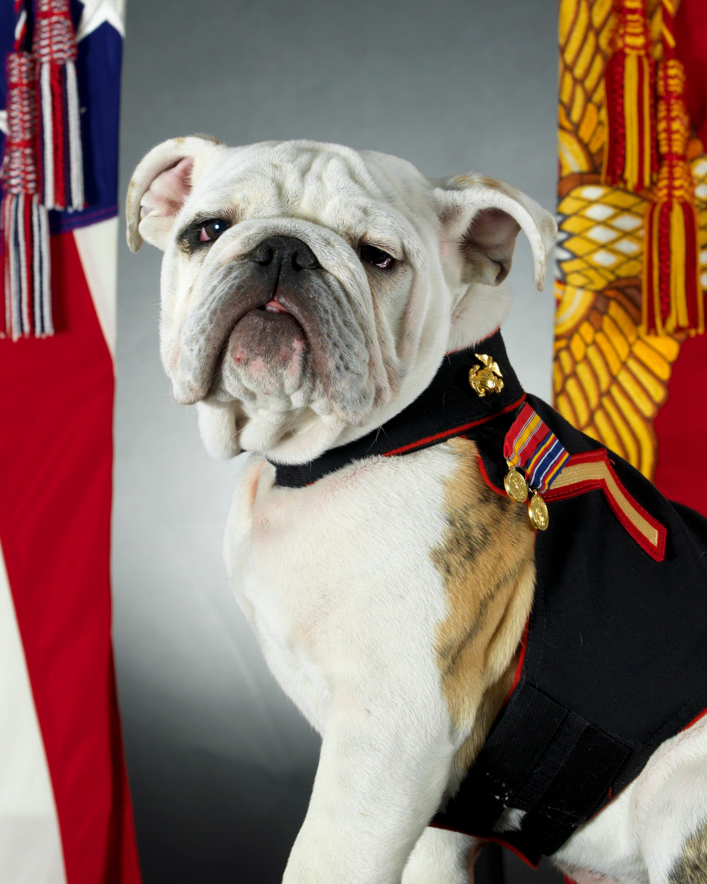 TDIH: USMC's Bulldog Mascots
