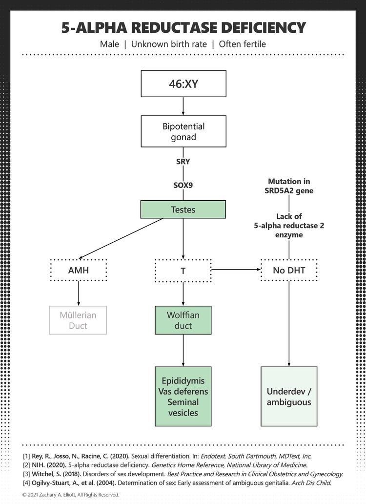 Un homme souffrant d'un déficit en 5-alpha réductase (5-ARD) n’est pas ...