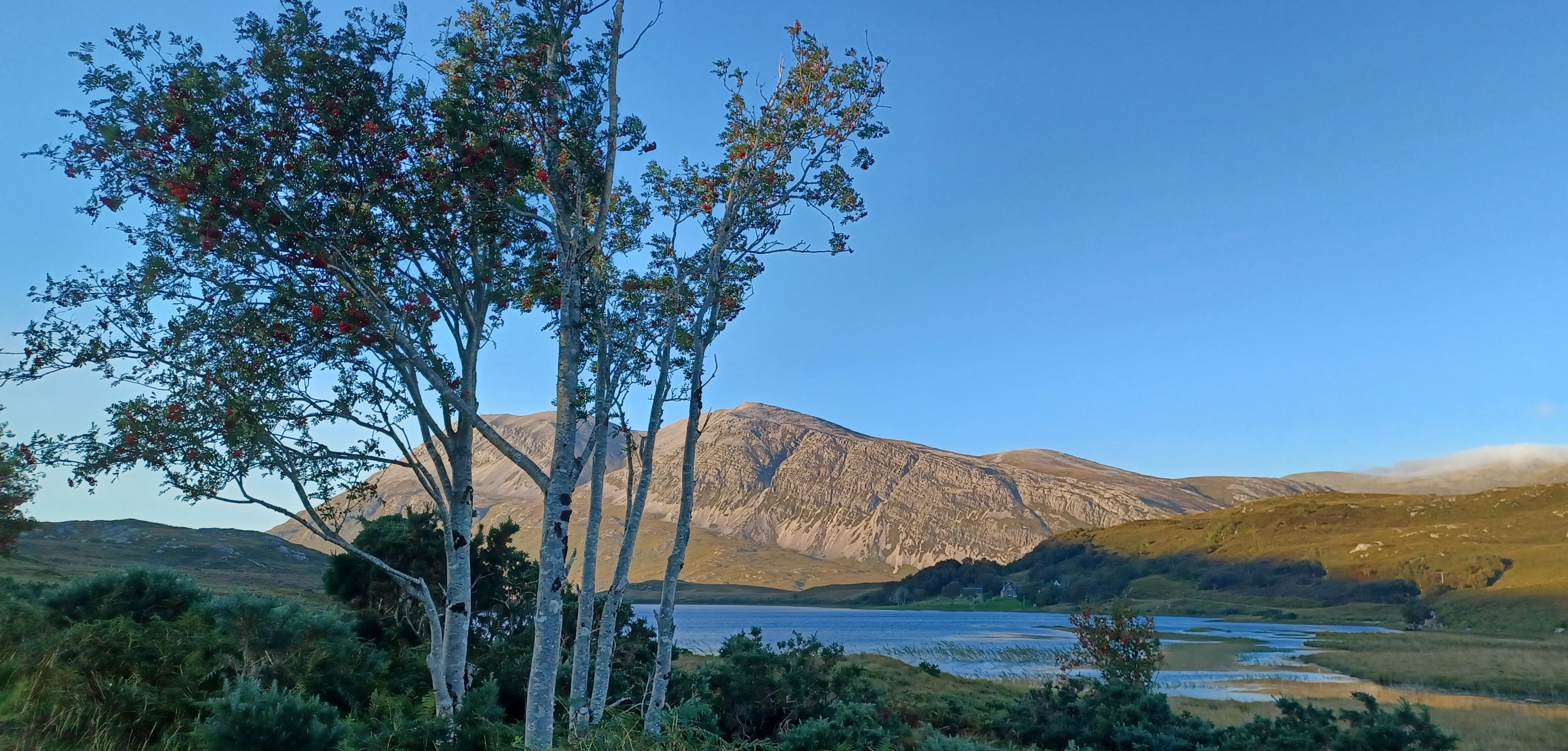 The Magic and Medicine of the Rowan Tree