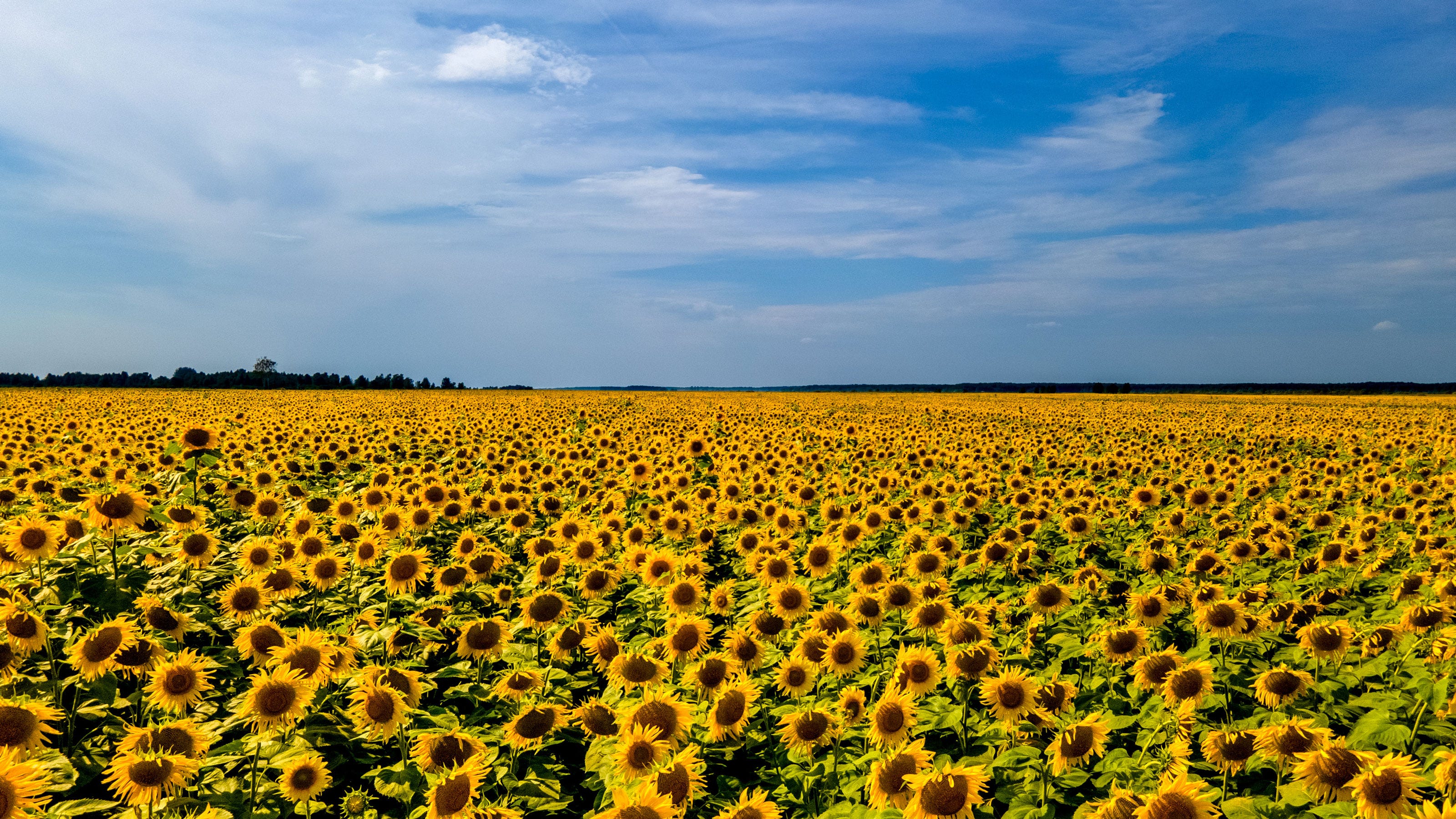 What sunflowers teach us about hope - by Viktor Kravchuk