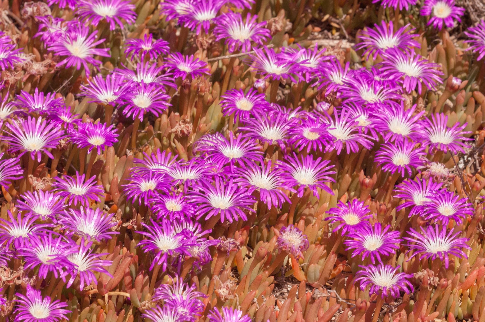 Karkalla/Pigface - by J.P. - Bush Food Forager