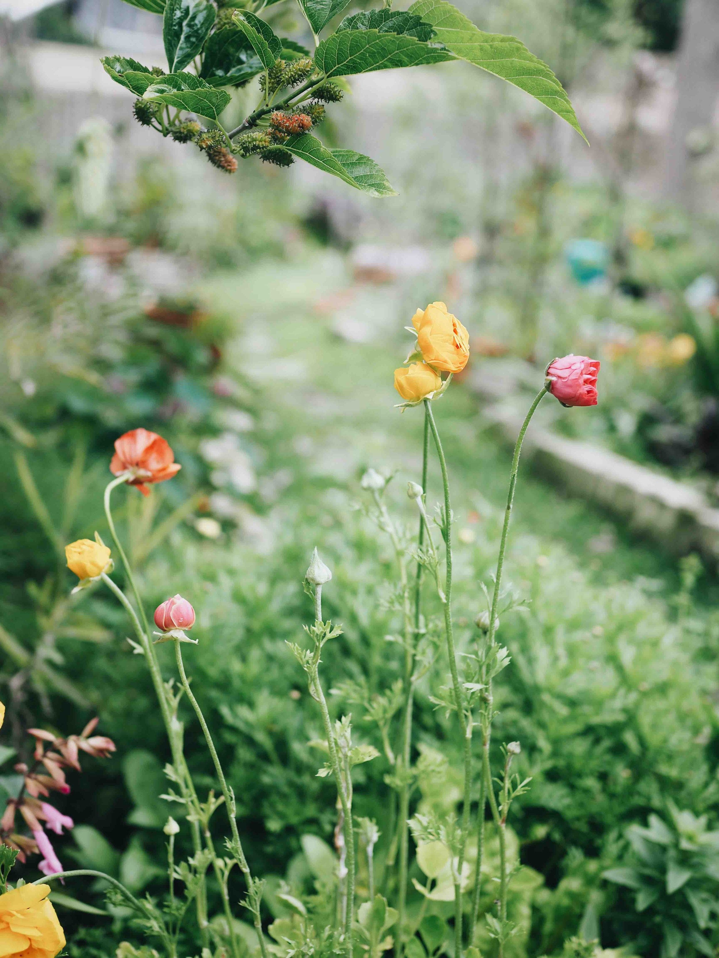 An ode to spring bulbs - by Casey Lister - lofi life