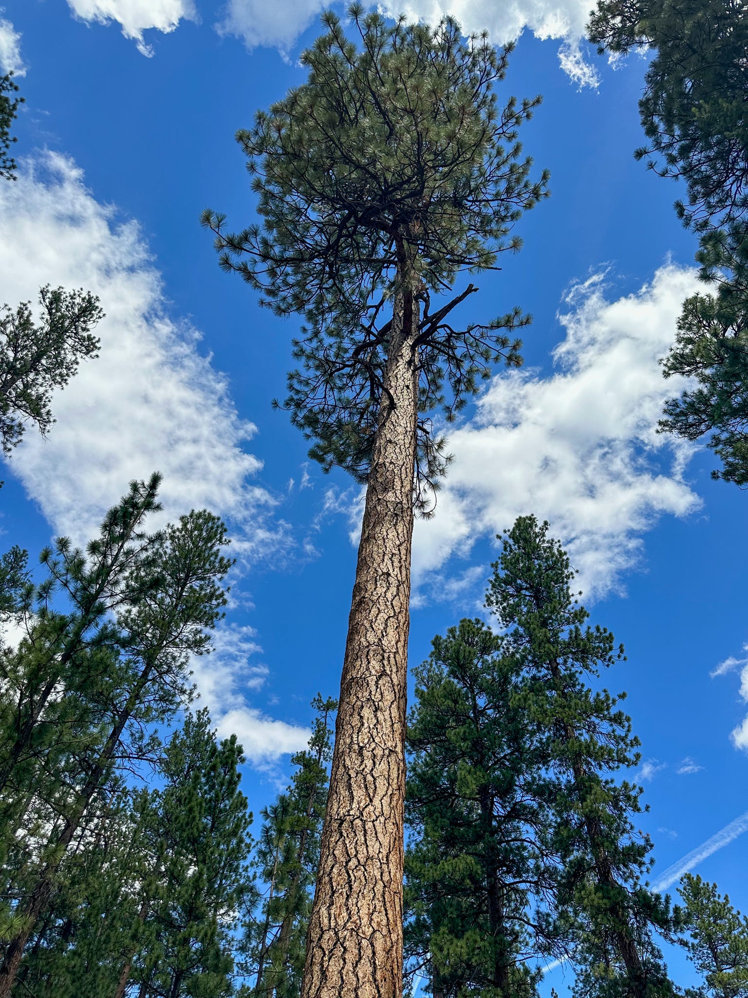 How Ponderosas 'Do It'